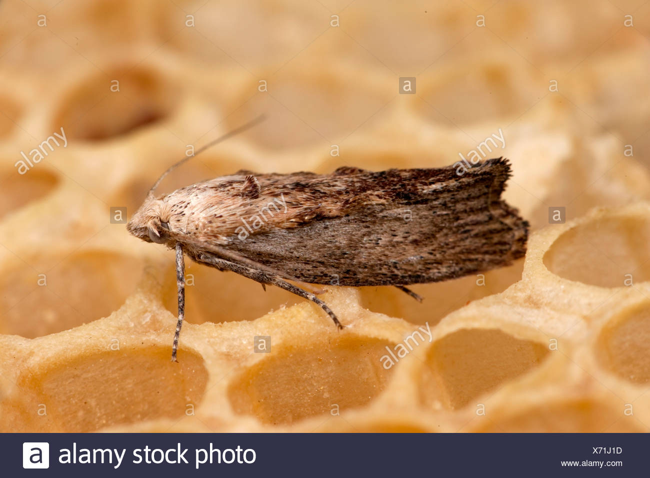 Wax Moth High Resolution Stock Photography and Images - Alamy