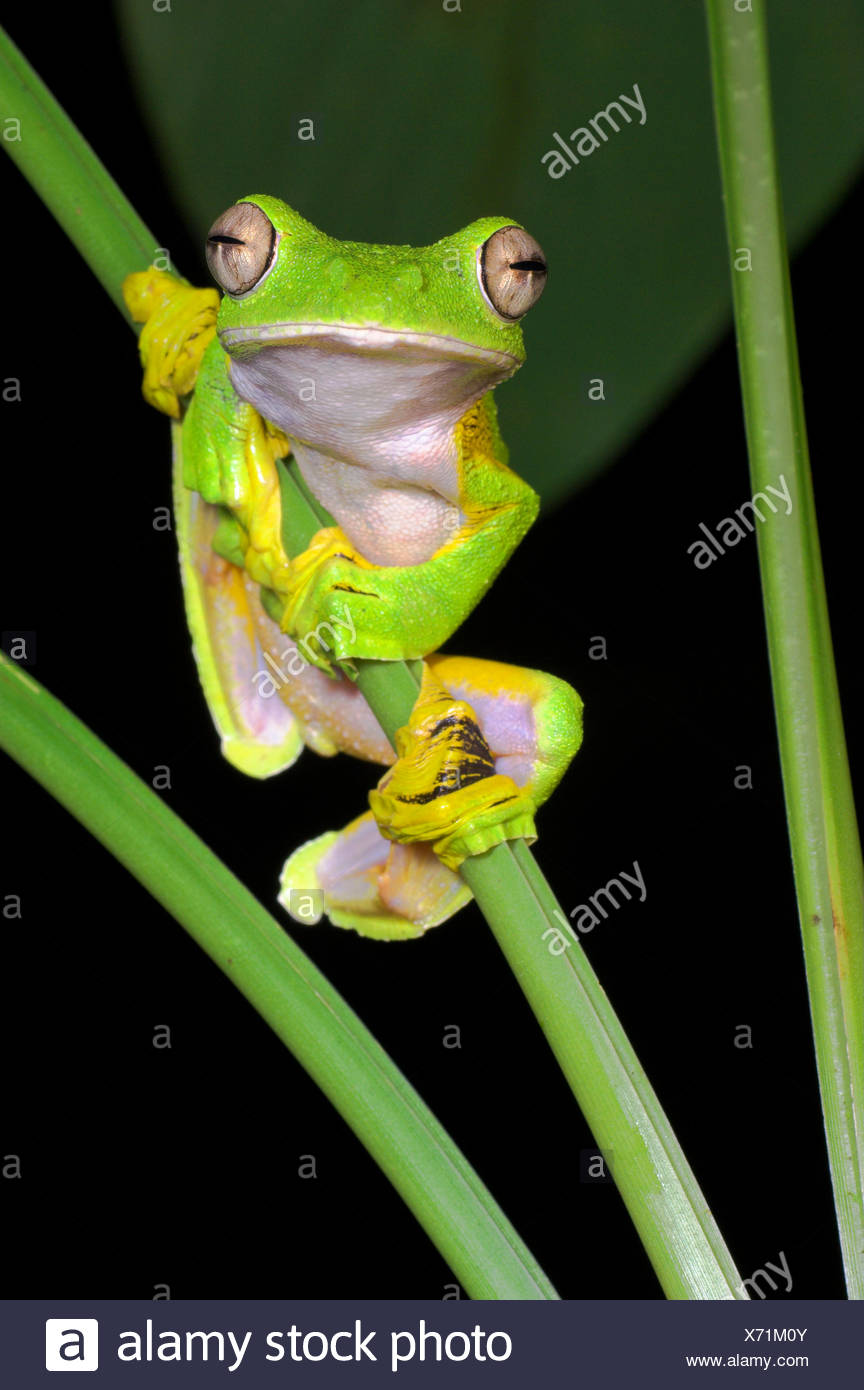 Wallaces Flying Frog Rhacophorus Nigropalmatus High Resolution Stock ...