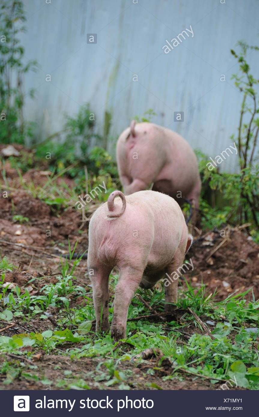 Weaner Pigs Stock Photos & Weaner Pigs Stock Images - Alamy