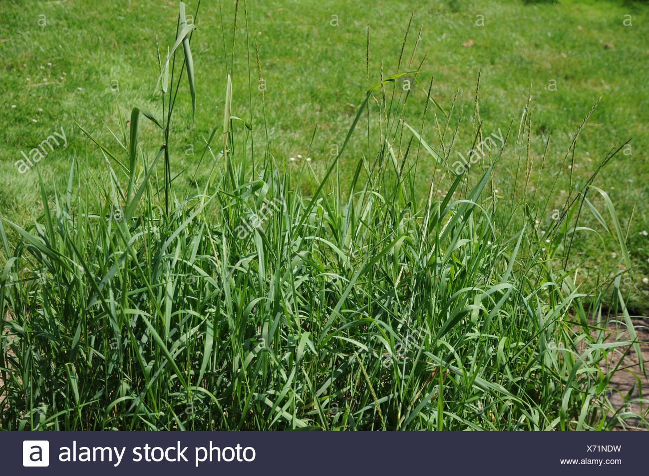 Quackgrass High Resolution Stock Photography and Images - Alamy