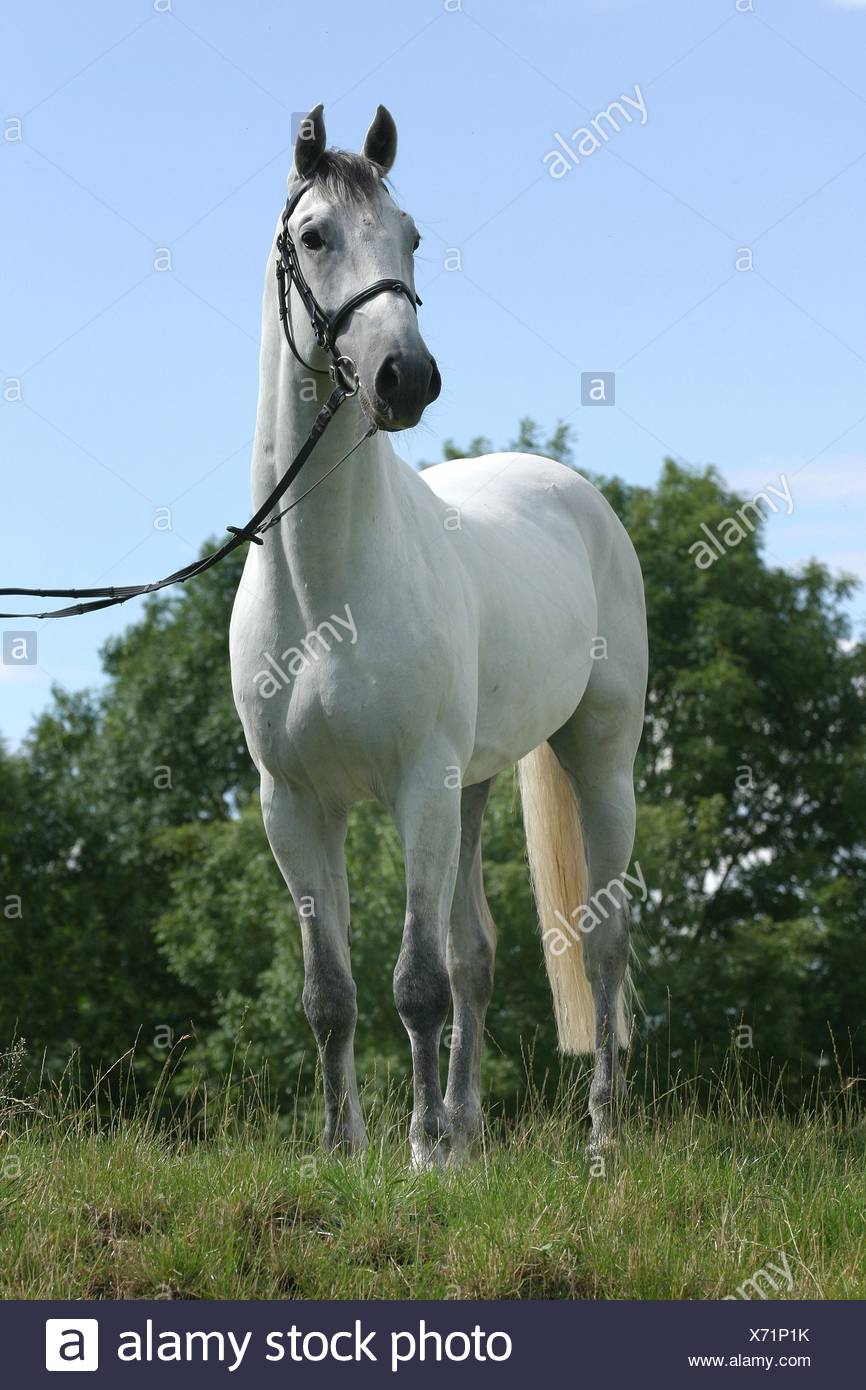 Lipizzaner Horse Austria High Resolution Stock Photography and Images - Alamy