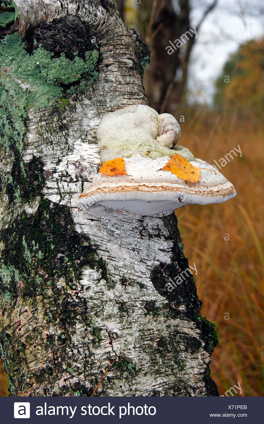 Rotting Trunks High Resolution Stock Photography and Images - Alamy