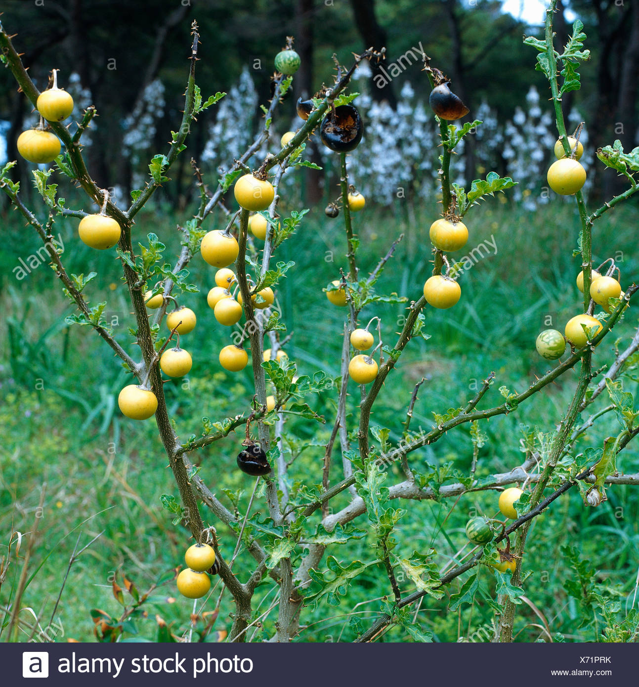 Sodom High Resolution Stock Photography and Images - Alamy