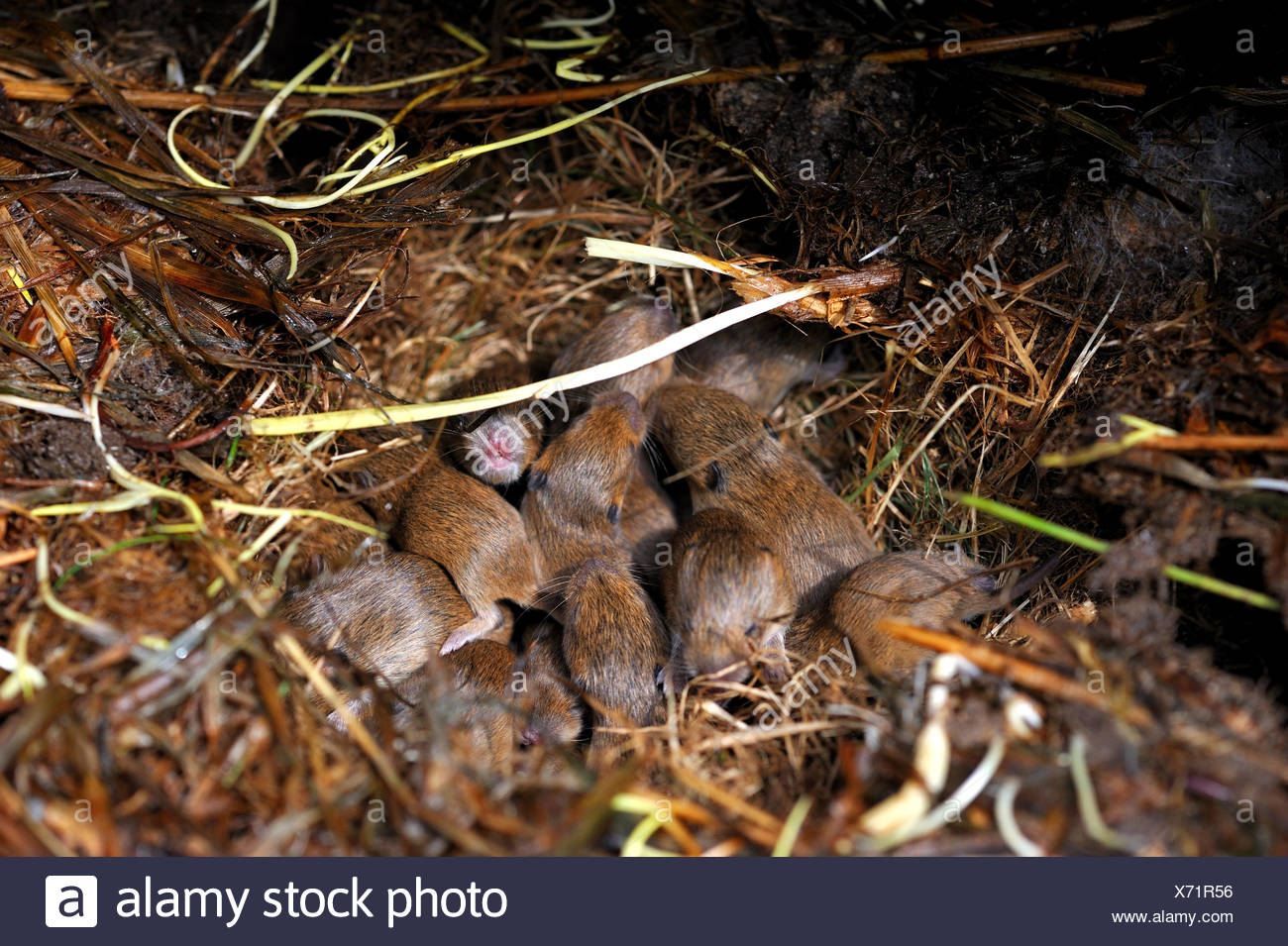 Mouse Nest Not Bird High Resolution Stock Photography and Images - Alamy