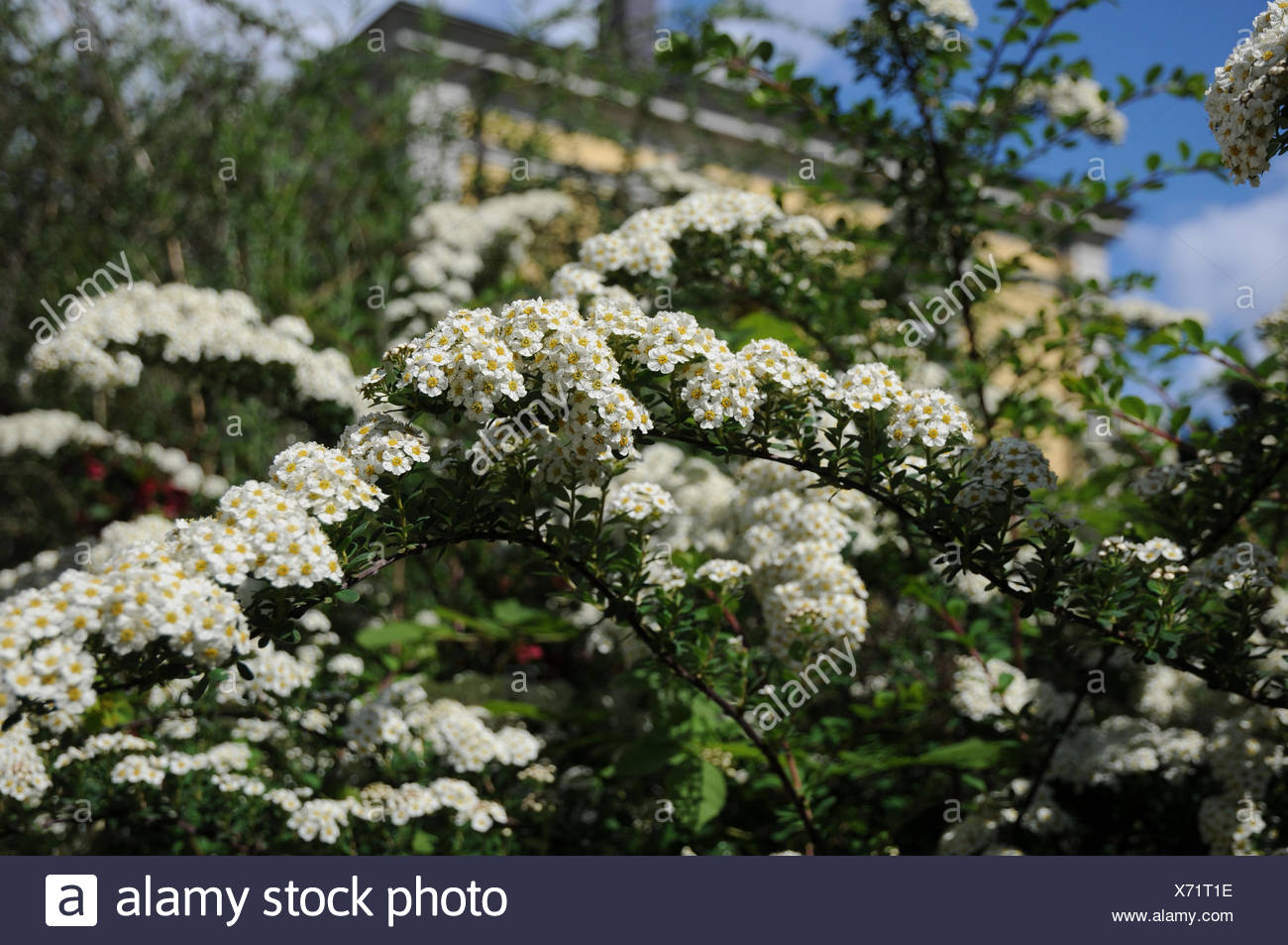 Spiraea Sp High Resolution Stock Photography and Images - Alamy