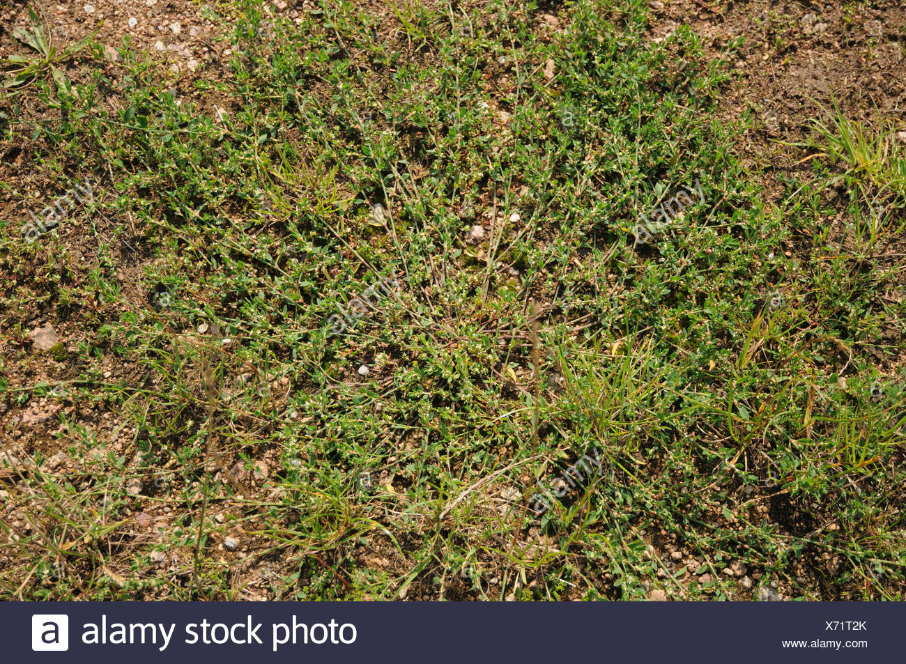 Knotgrass Stock Photos & Knotgrass Stock Images - Alamy