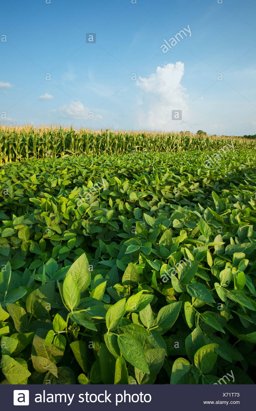 Mid Rotation High Resolution Stock Photography and Images - Alamy