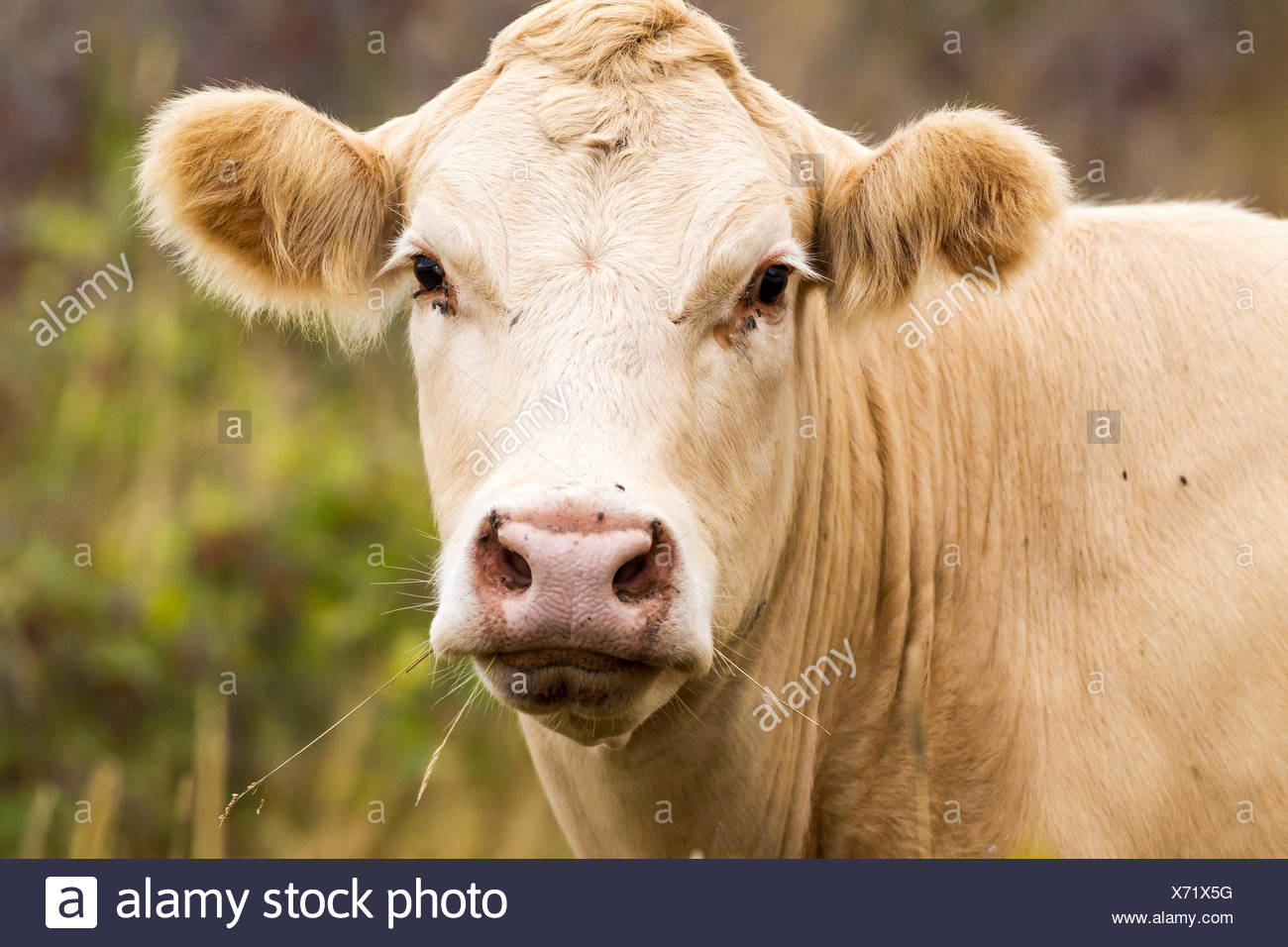 Red Angus Charolais Cross Cow High Resolution Stock Photography and ...