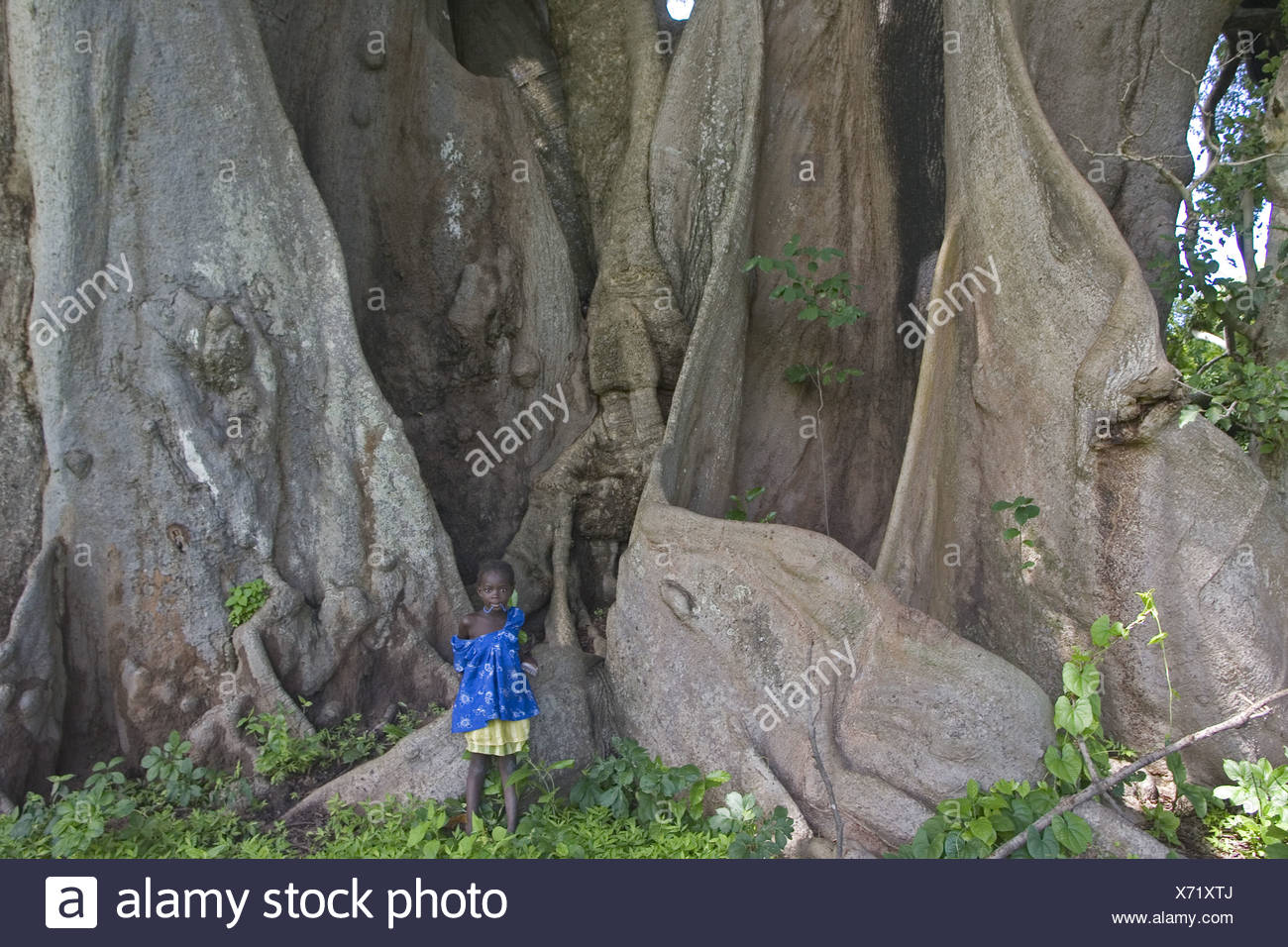 Fromager Tree High Resolution Stock Photography and Images - Alamy