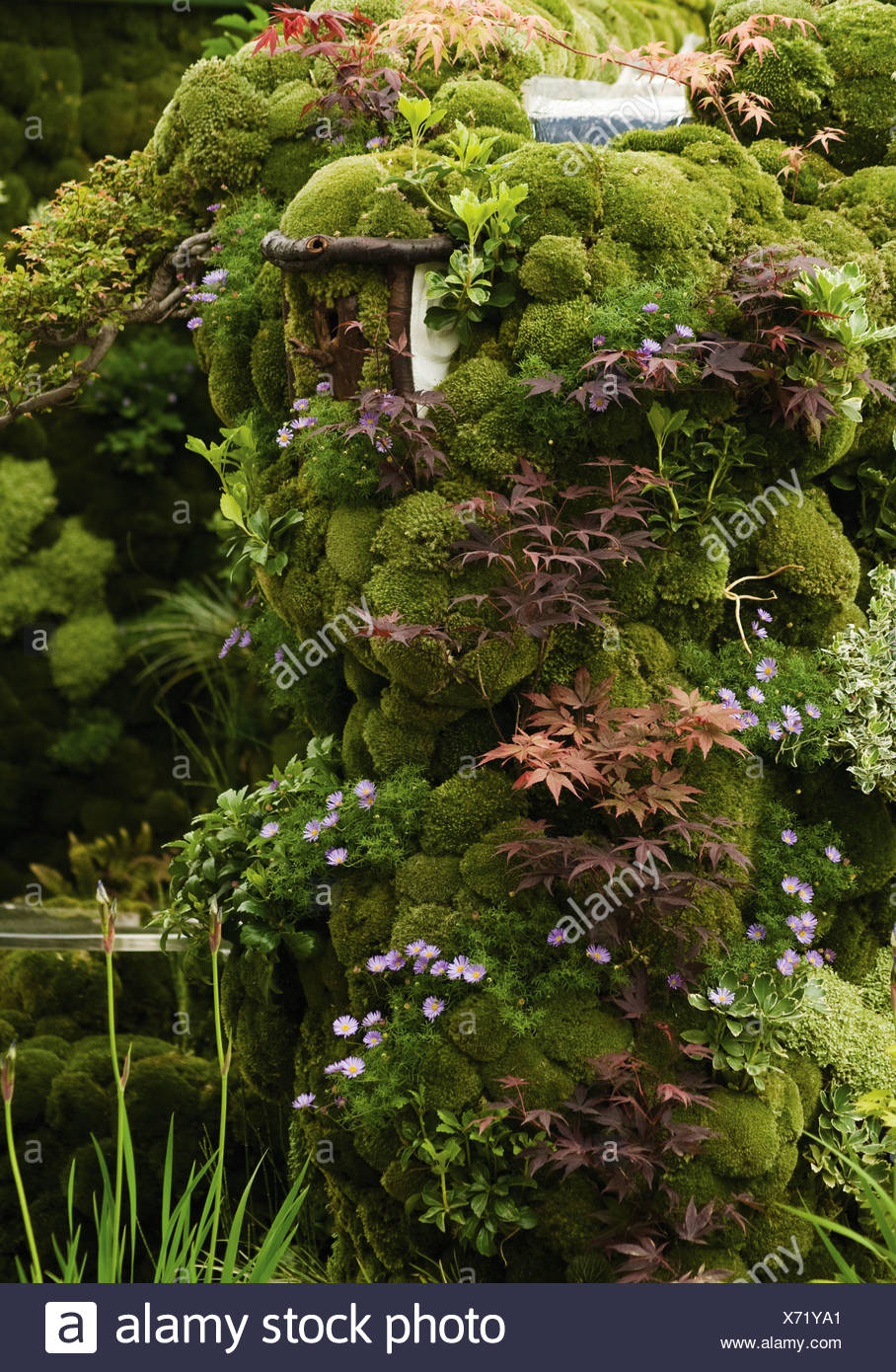 Palmatum Atropurpureum High Resolution Stock Photography and Images - Alamy