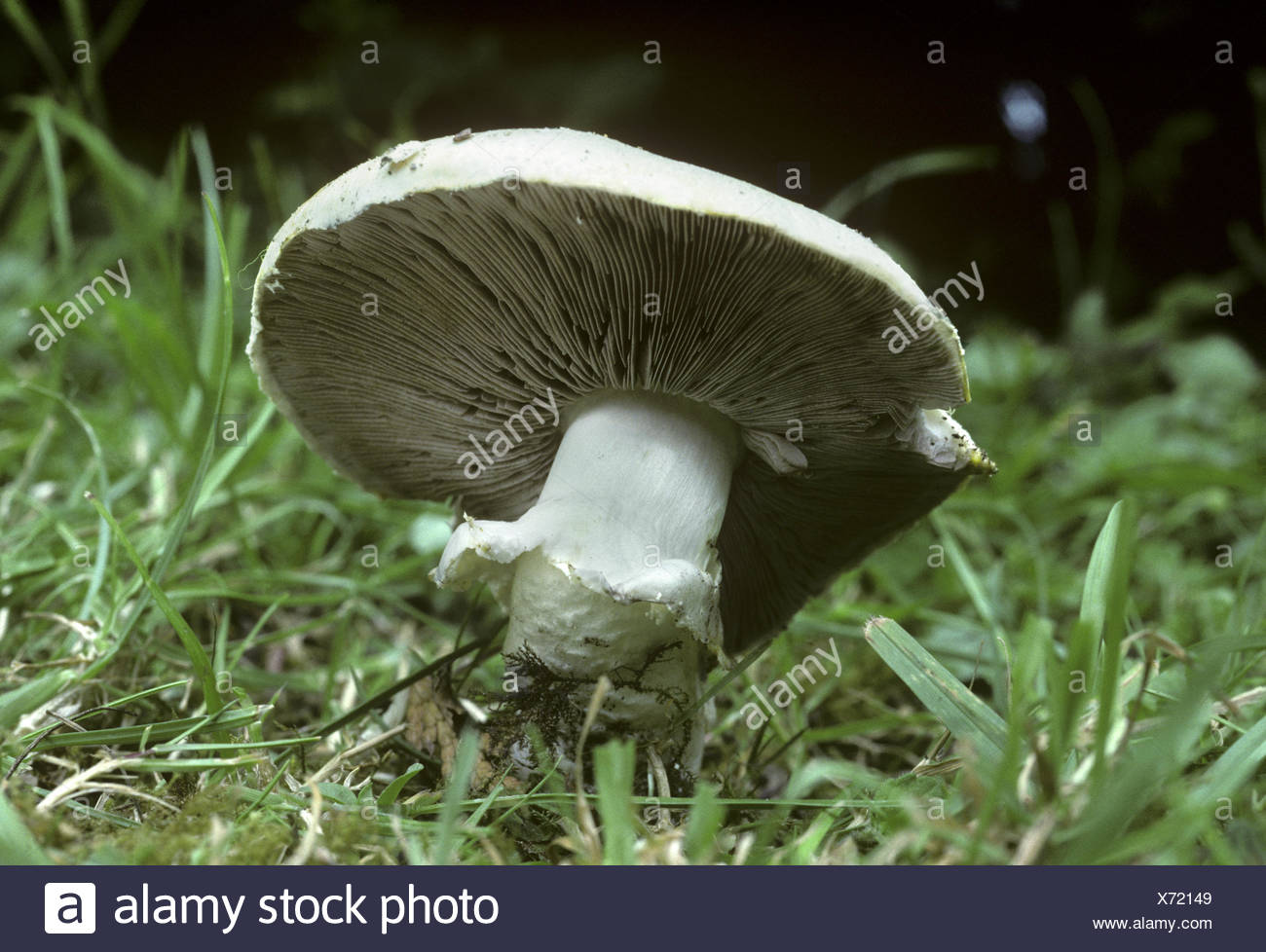 Field Mushroom High Resolution Stock Photography and Images - Alamy