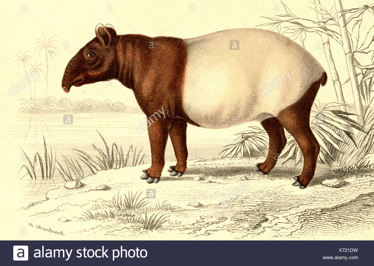 Drawing Tapir High Resolution Stock Photography and Images - Alamy