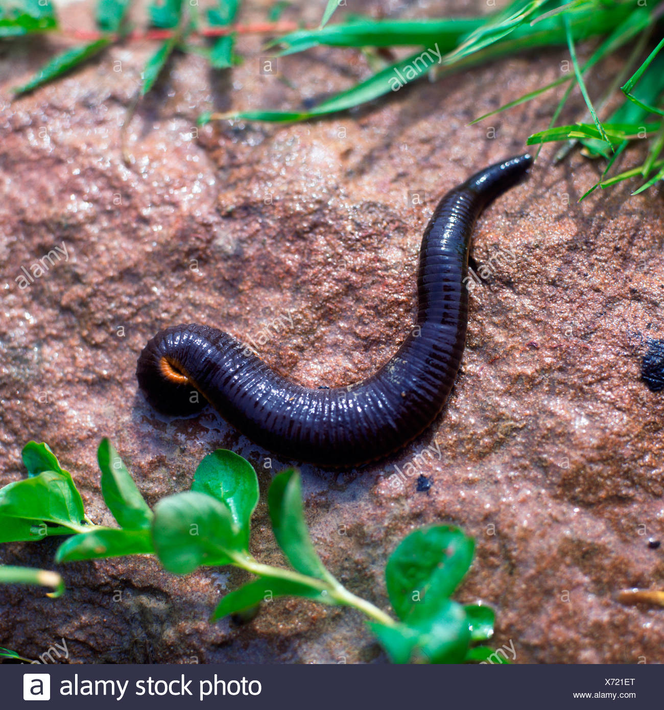 Leech Hirudinea Stock Photos & Leech Hirudinea Stock Images - Alamy