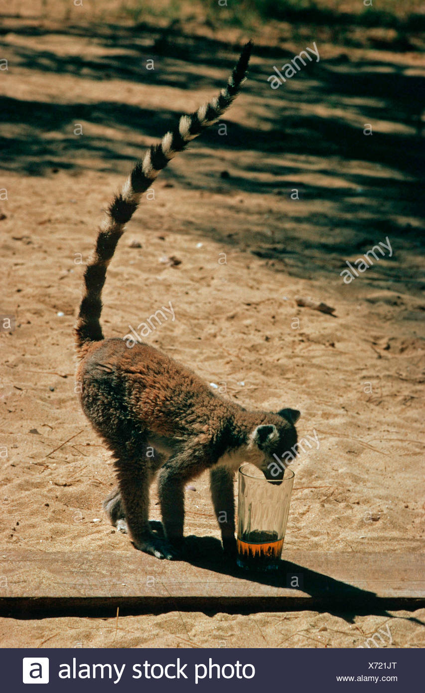 Lemur Catta Drinking High Resolution Stock Photography and Images - Alamy