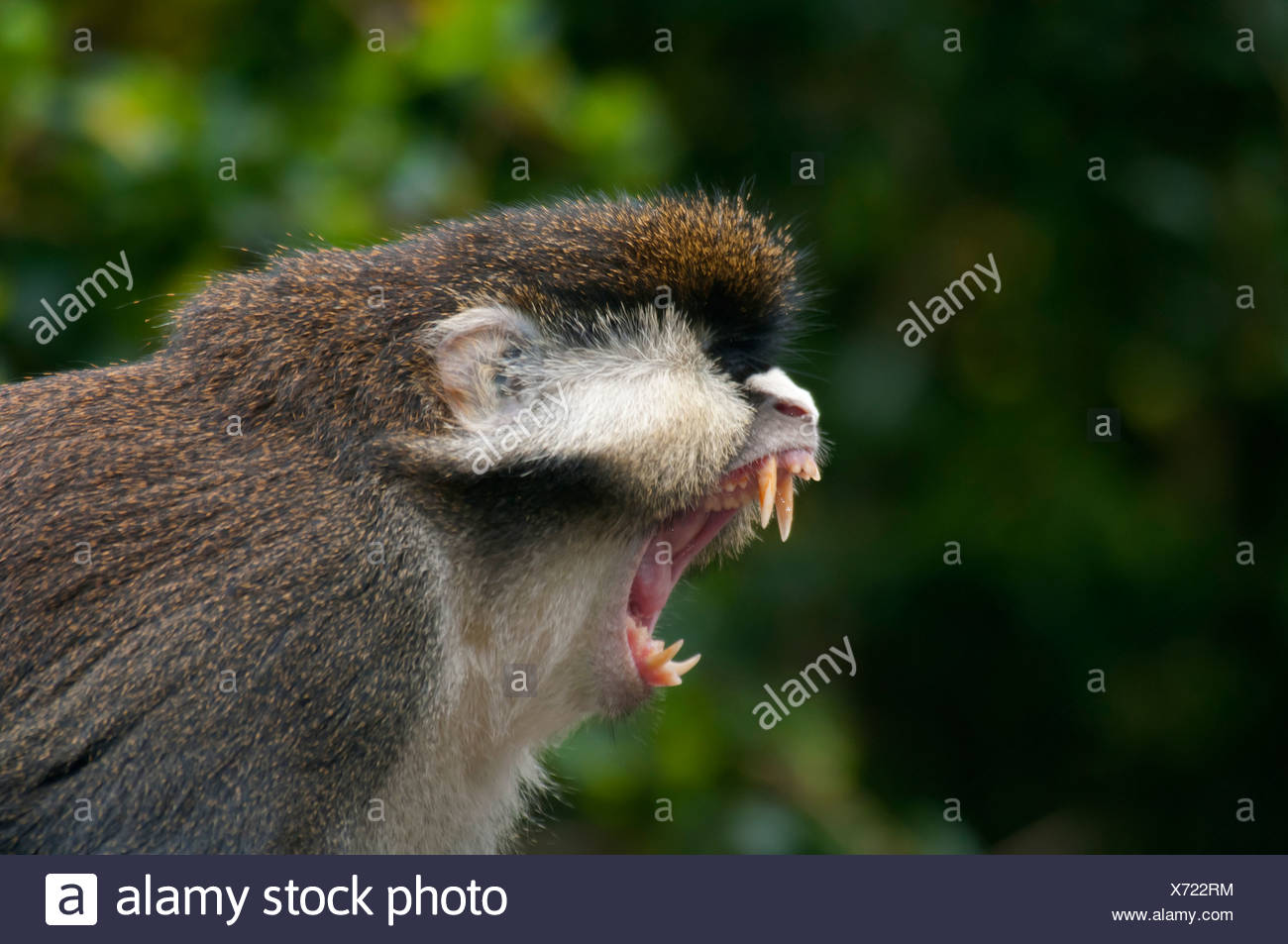 Spot Nosed Guenon High Resolution Stock Photography and Images - Alamy