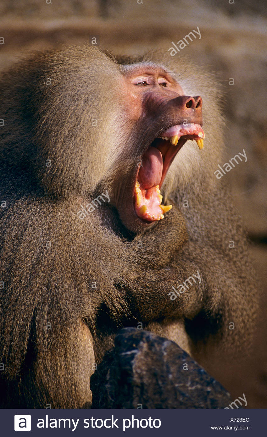 Baboon Roaring Stock Photos & Baboon Roaring Stock Images - Alamy