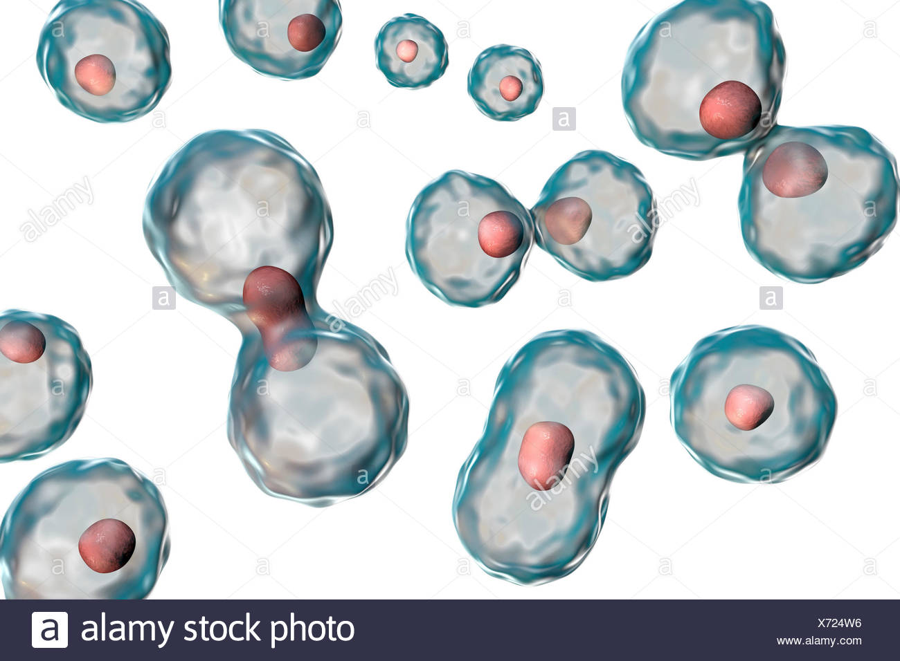 Cell Dividing Mitosis High Resolution Stock Photography and Images - Alamy