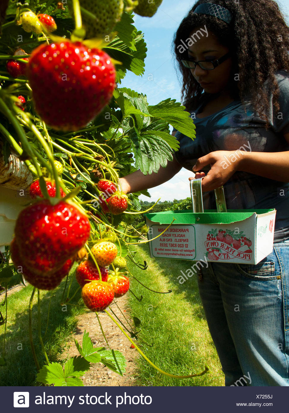 Parkside Farm Pick Your Own High Resolution Stock Photography and ...