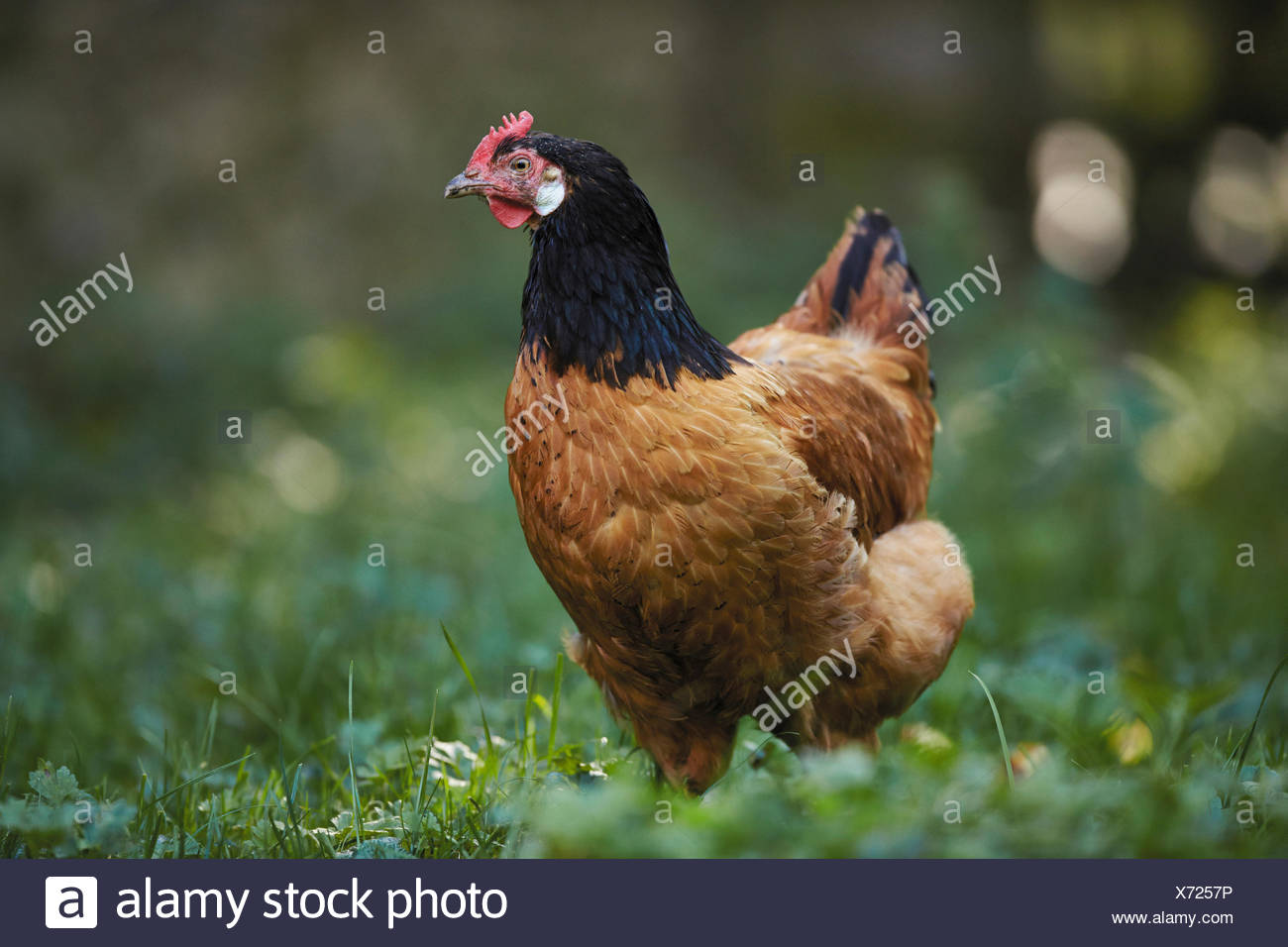 Vorwerk High Resolution Stock Photography and Images - Alamy