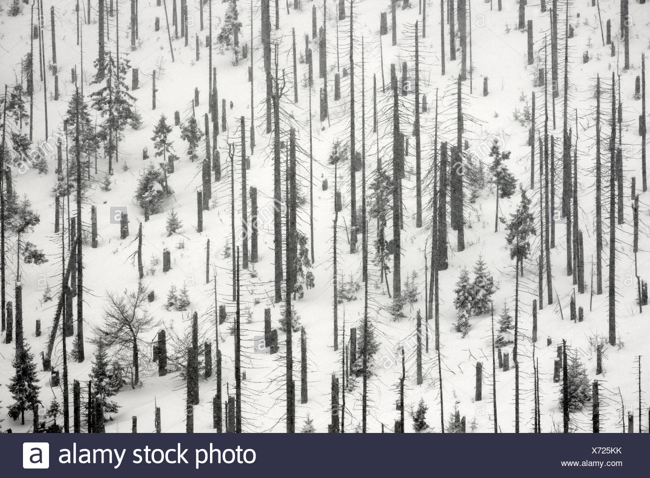 Acid Rain Forest Europe High Resolution Stock Photography and Images ...