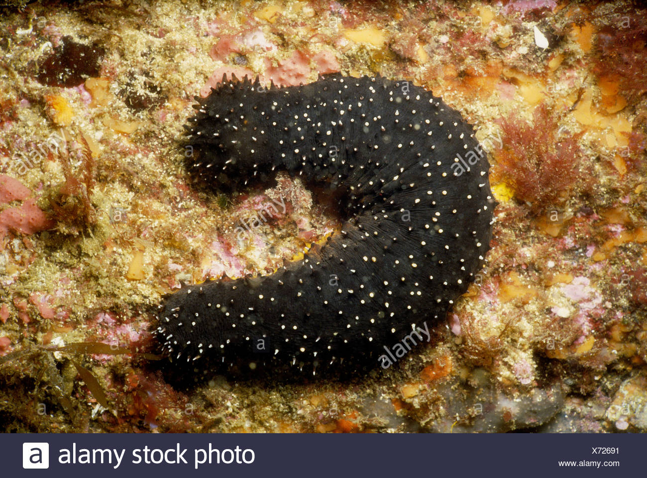 Holothuria Stock Photos & Holothuria Stock Images - Alamy
