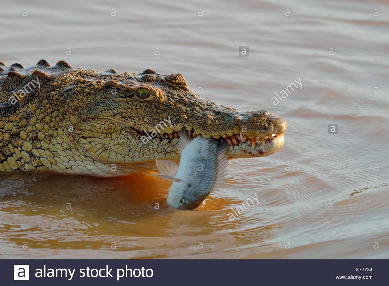 Fish In The Nile High Resolution Stock Photography and Images - Alamy