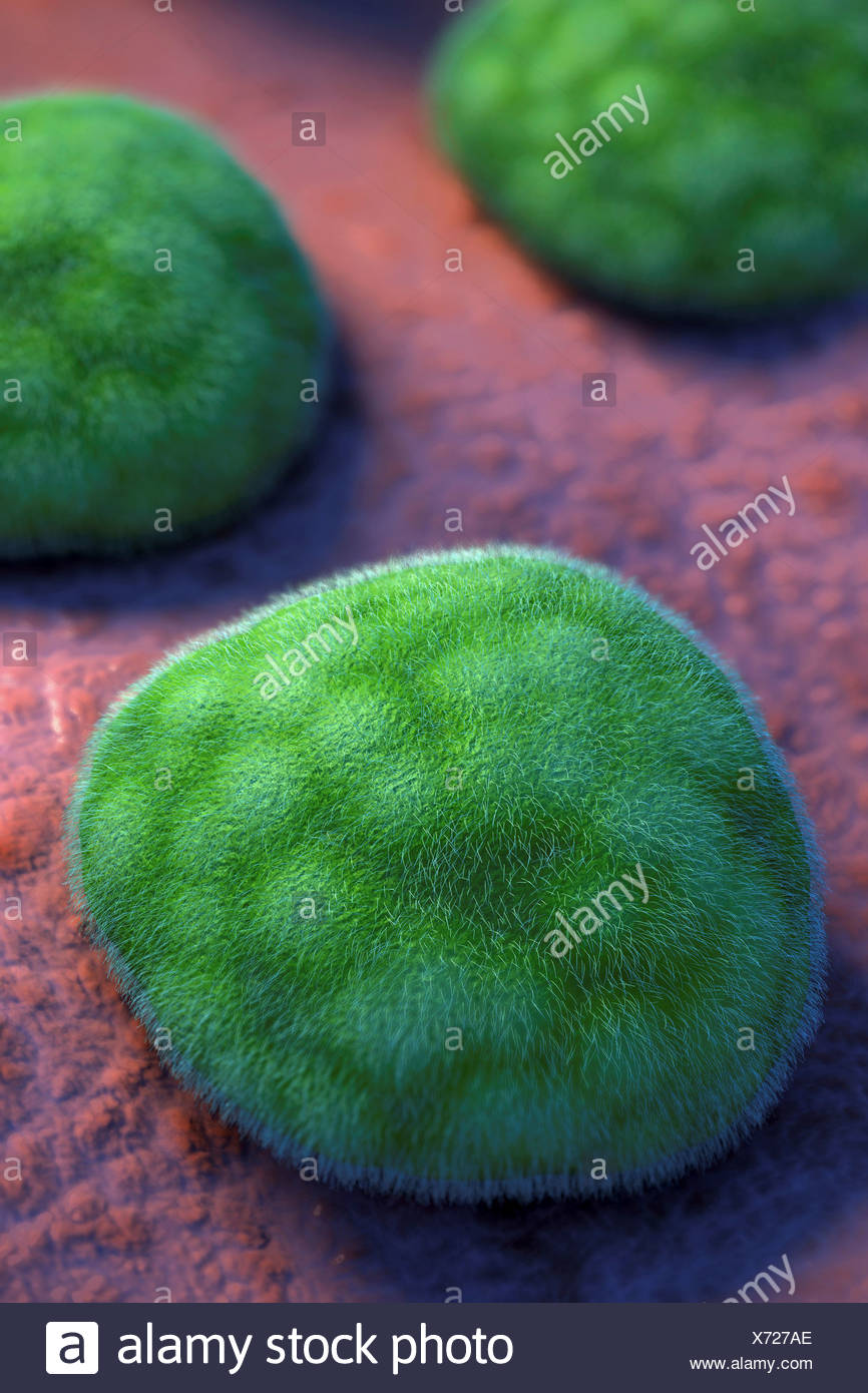 Archaea Cell High Resolution Stock Photography and Images - Alamy