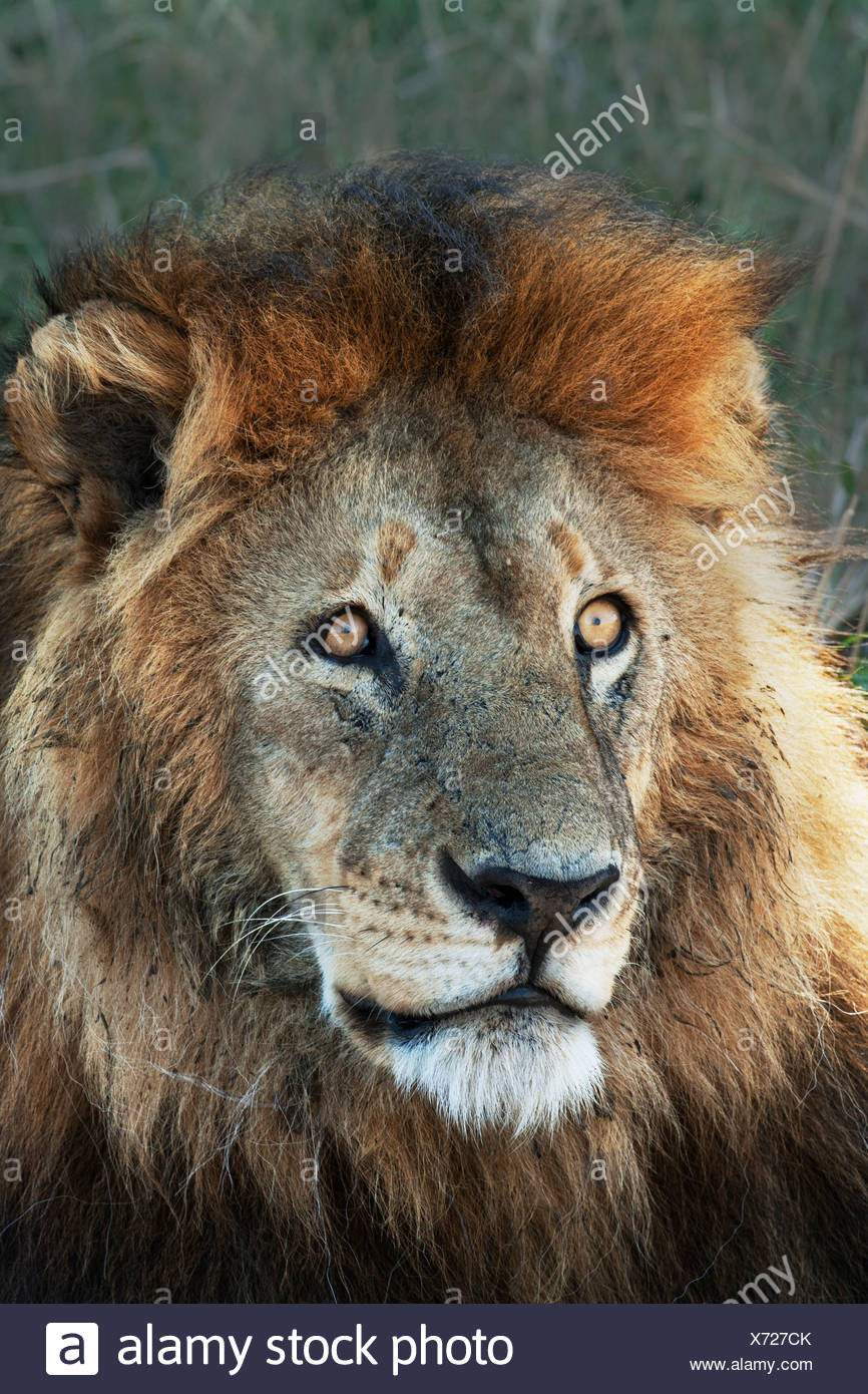 Male Lions Africa High Resolution Stock Photography and Images - Alamy