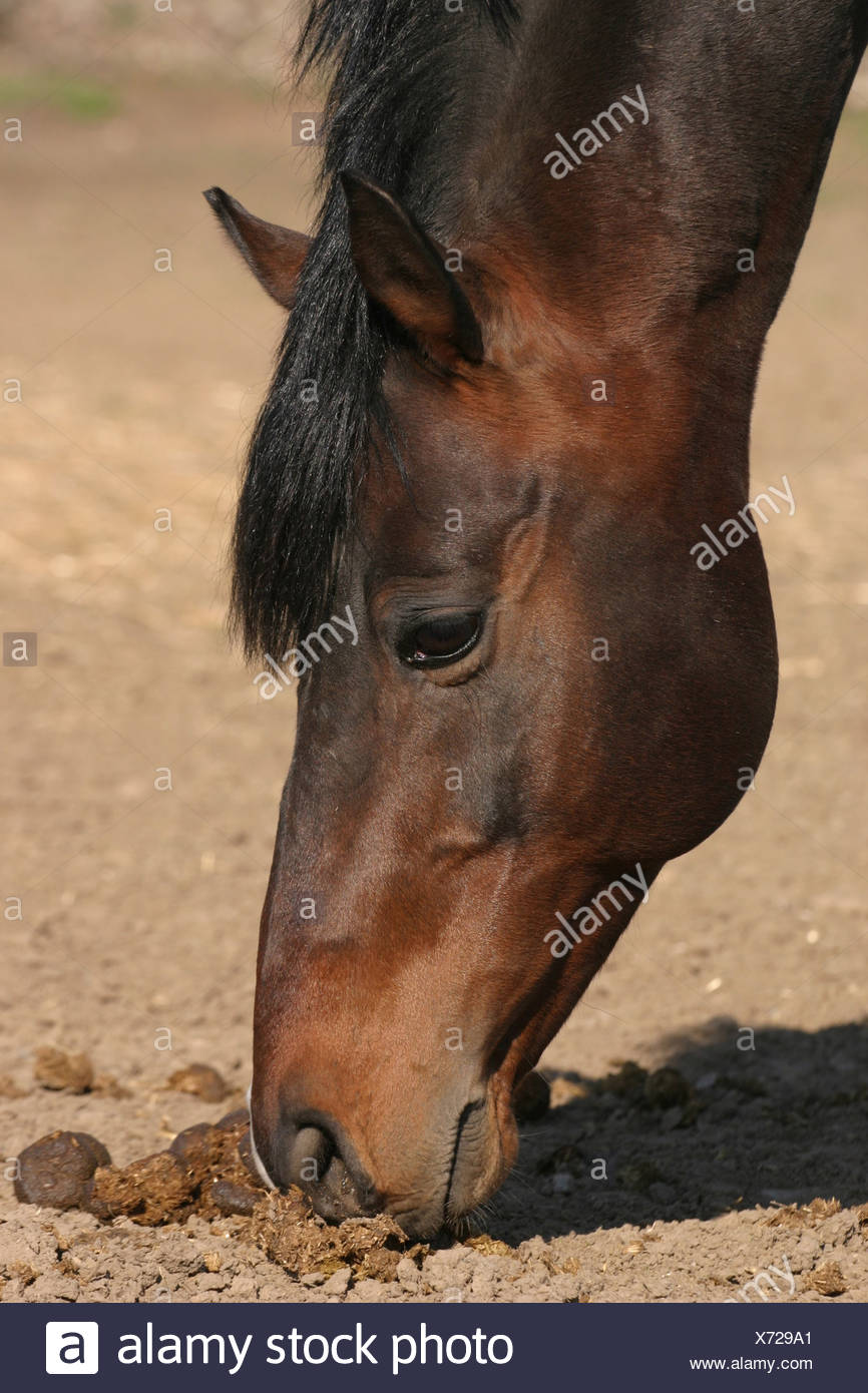 Horse Droppings High Resolution Stock Photography and Images - Alamy