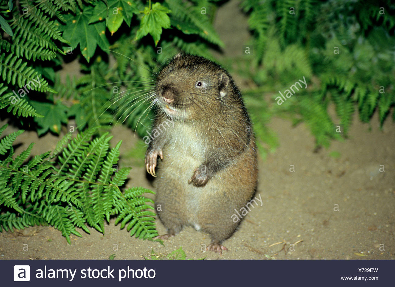 Mountain Beaver Aplodontia Rufa Stock Photos & Mountain Beaver ...