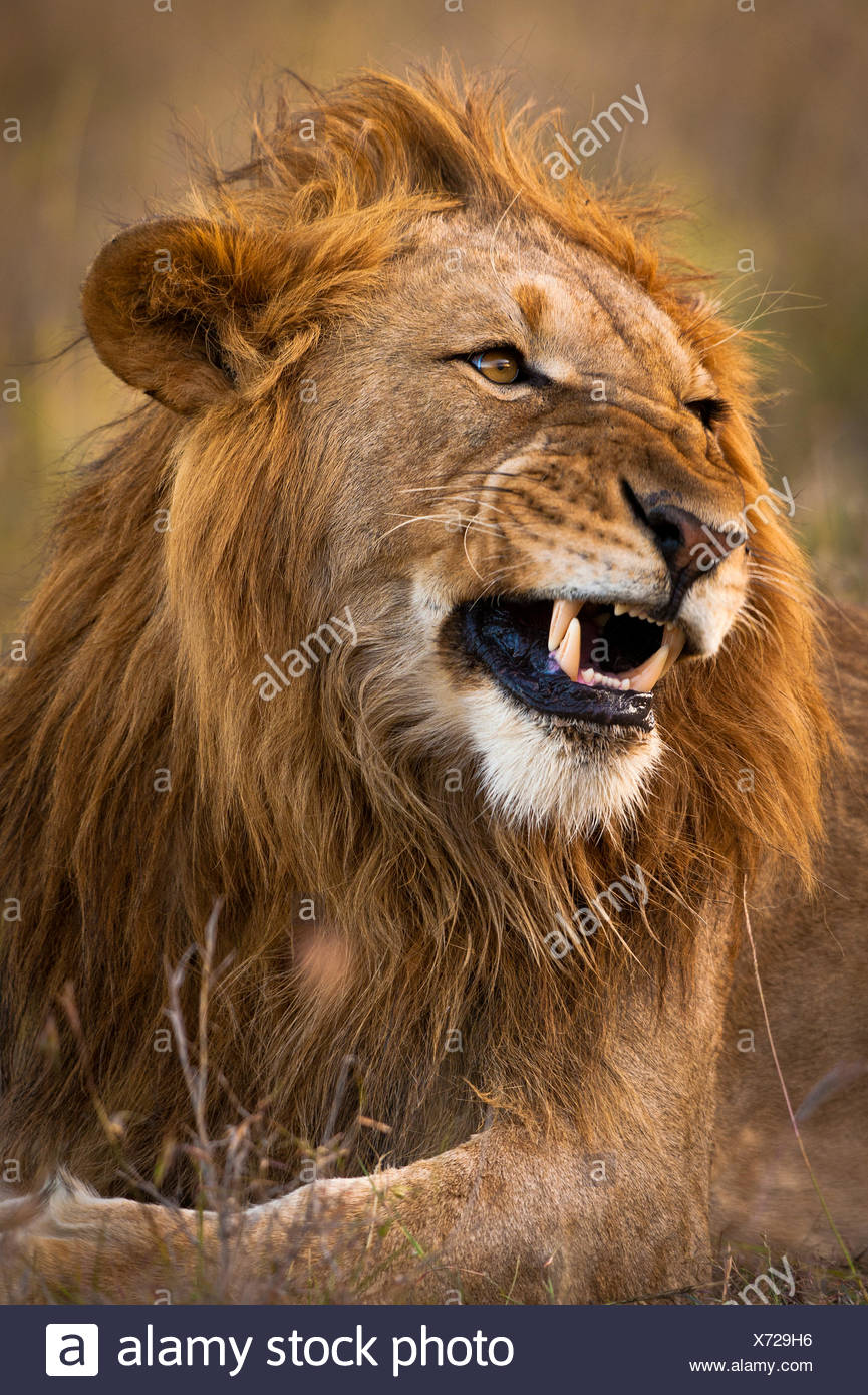 Snarling Lion High Resolution Stock Photography and Images - Alamy