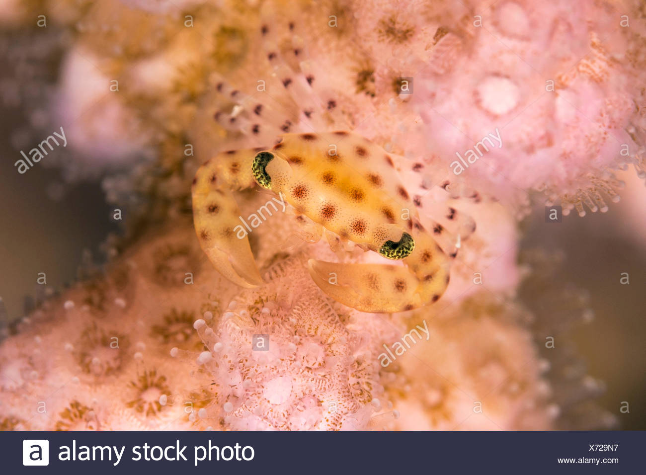 Red Spotted High Resolution Stock Photography and Images - Alamy