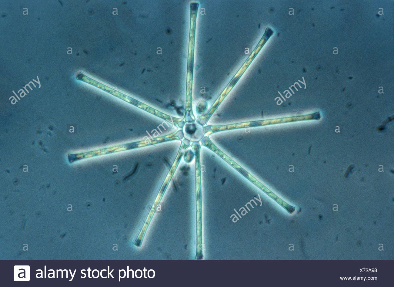 Asterionella High Resolution Stock Photography and Images - Alamy