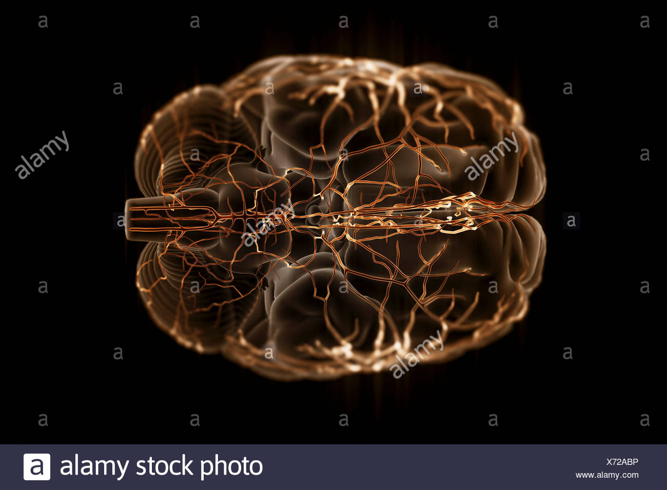 Brain Inferior View High Resolution Stock Photography and Images - Alamy