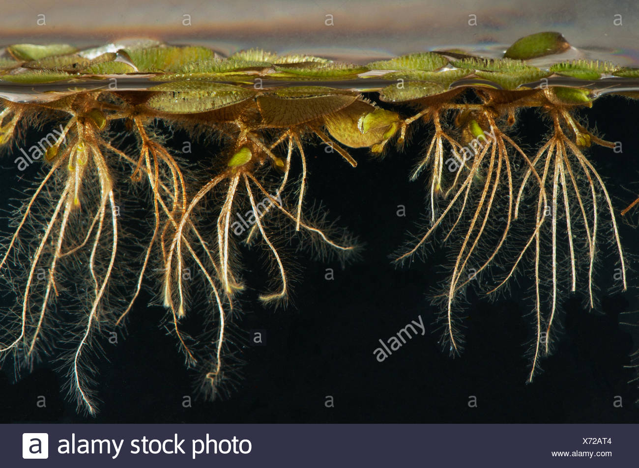 Floating Fern Stock Photos & Floating Fern Stock Images - Alamy