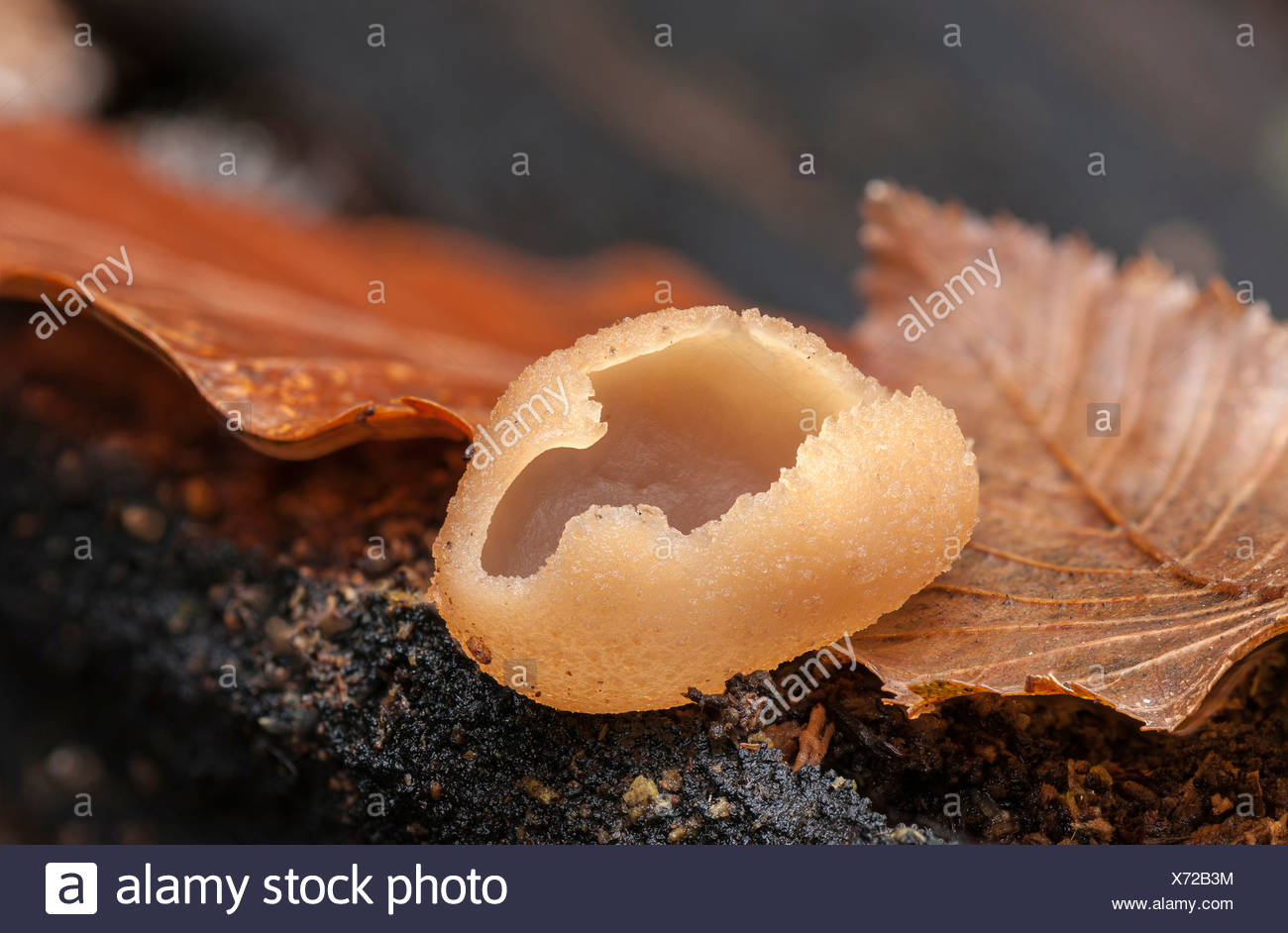 Cup Fungus High Resolution Stock Photography and Images - Alamy