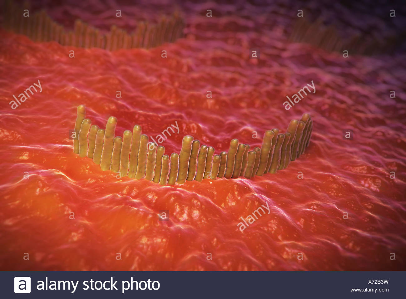 Auditory Hair Cells High Resolution Stock Photography and Images - Alamy