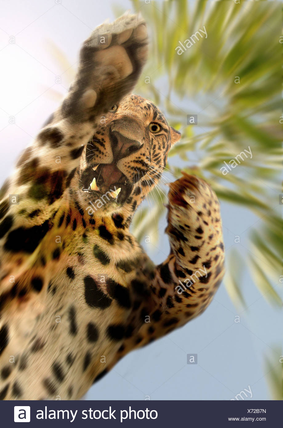 Leopard Jumping High Resolution Stock Photography and Images - Alamy