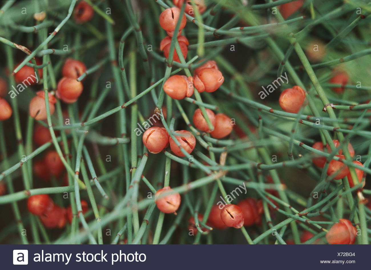 Andean Joint Fir Ephedra Americana Var Andina High Resolution Stock ...