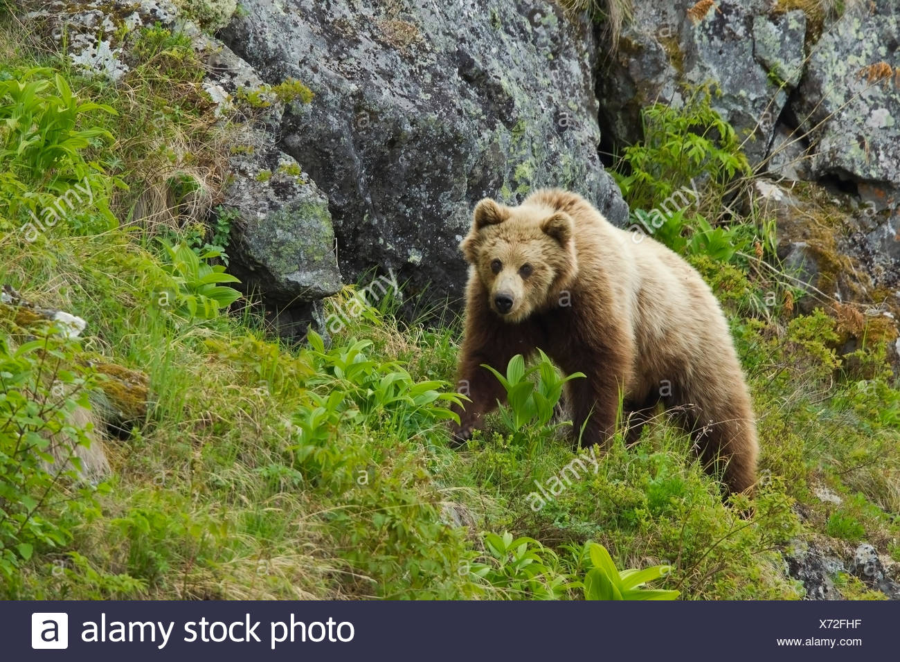East Siberian Brown Bear High Resolution Stock Photography and Images ...