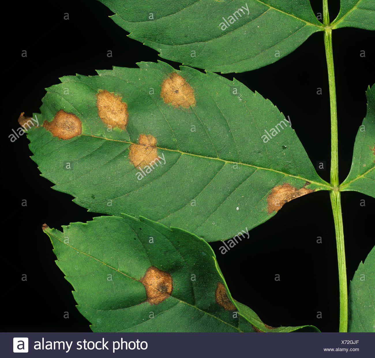 Ash Tree Disease High Resolution Stock Photography and Images - Alamy