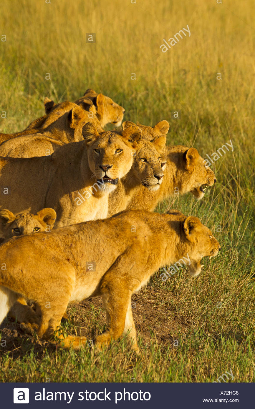 Pride Of Lions Walking On High Resolution Stock Photography and Images ...