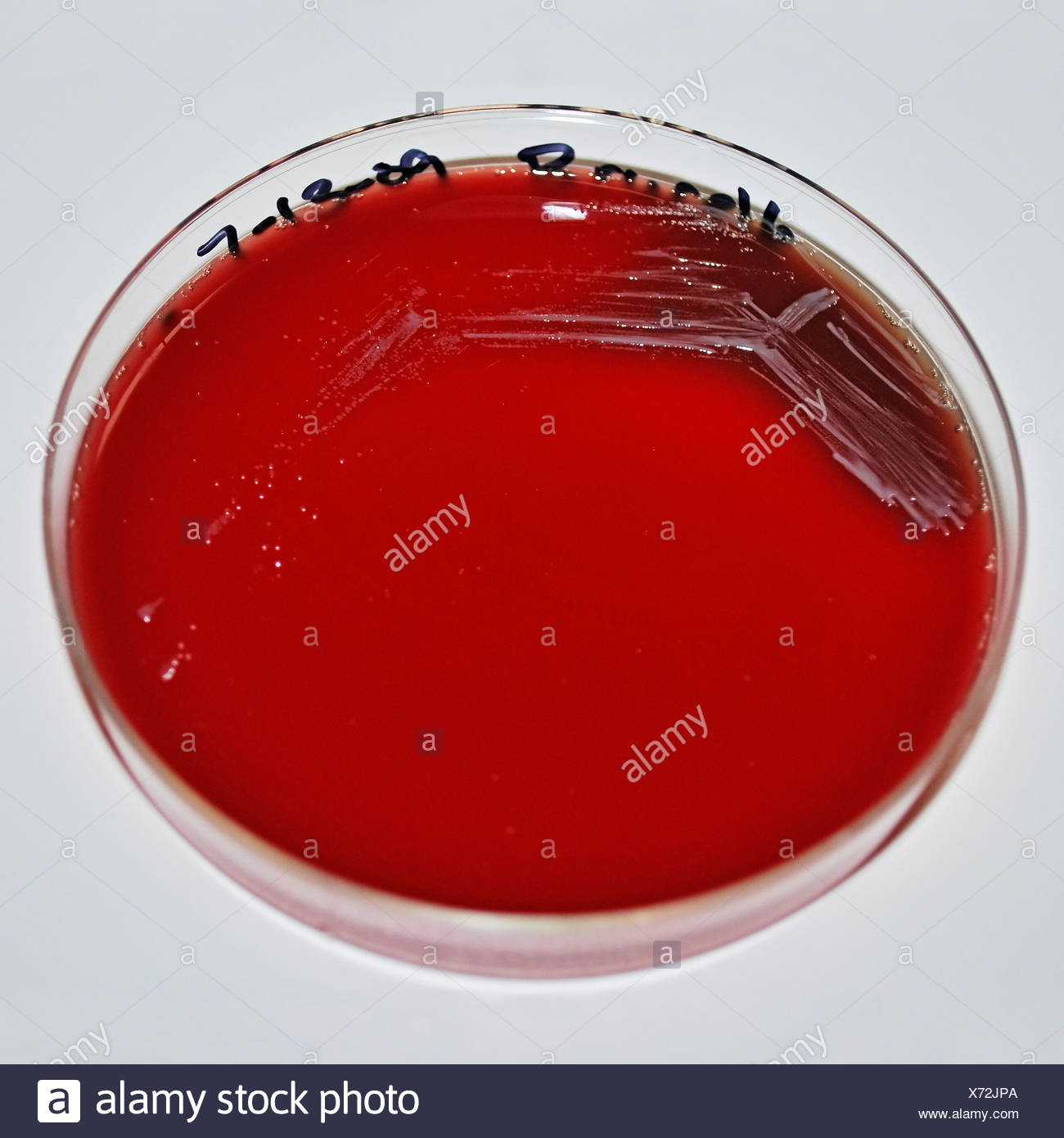 Brucella High Resolution Stock Photography and Images - Alamy