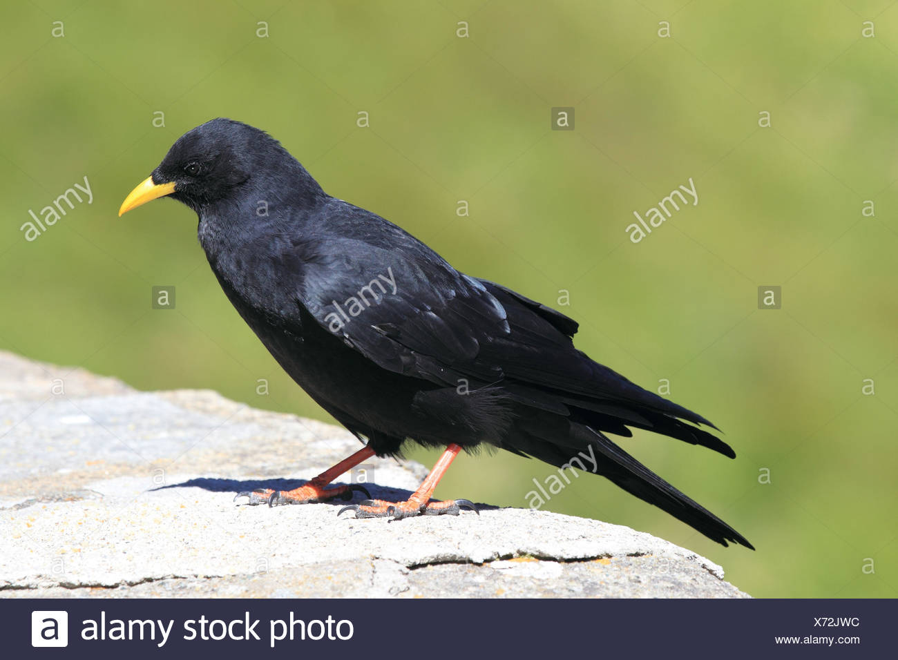 Chough Bird Stock Photos & Chough Bird Stock Images - Alamy