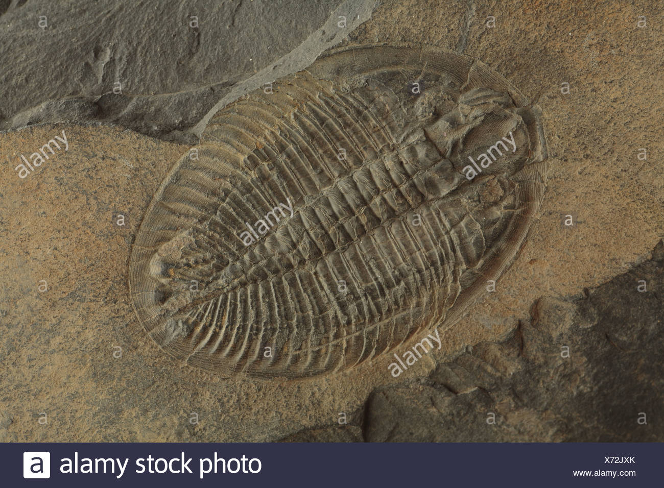 Welsh Fossils High Resolution Stock Photography and Images - Alamy