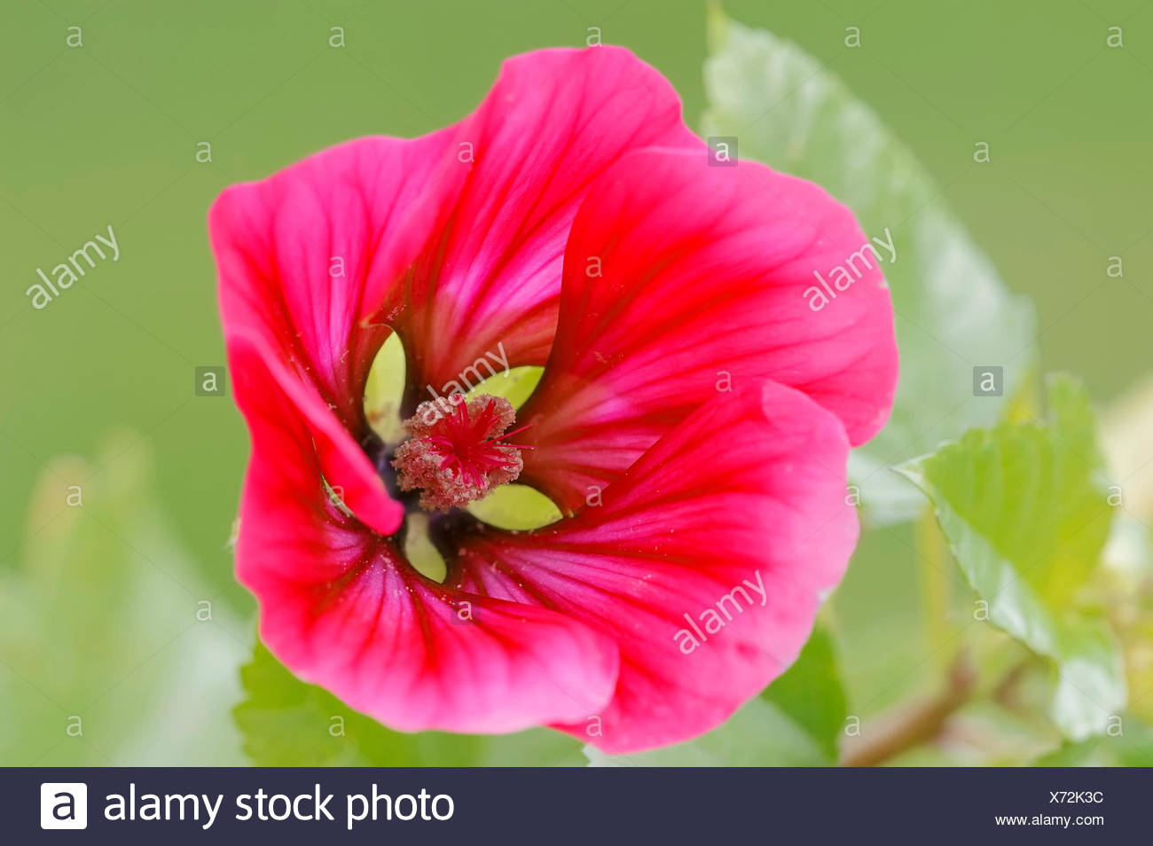 Malope Stock Photos & Malope Stock Images - Alamy