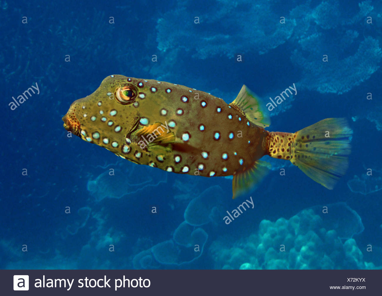 Blue Spotted Boxfish High Resolution Stock Photography and Images - Alamy