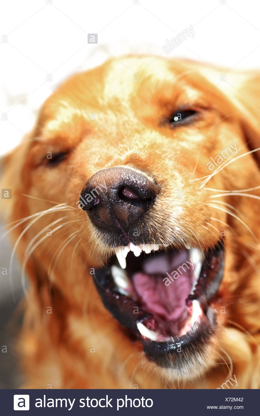 Dog Baring Teeth High Resolution Stock Photography and Images - Alamy