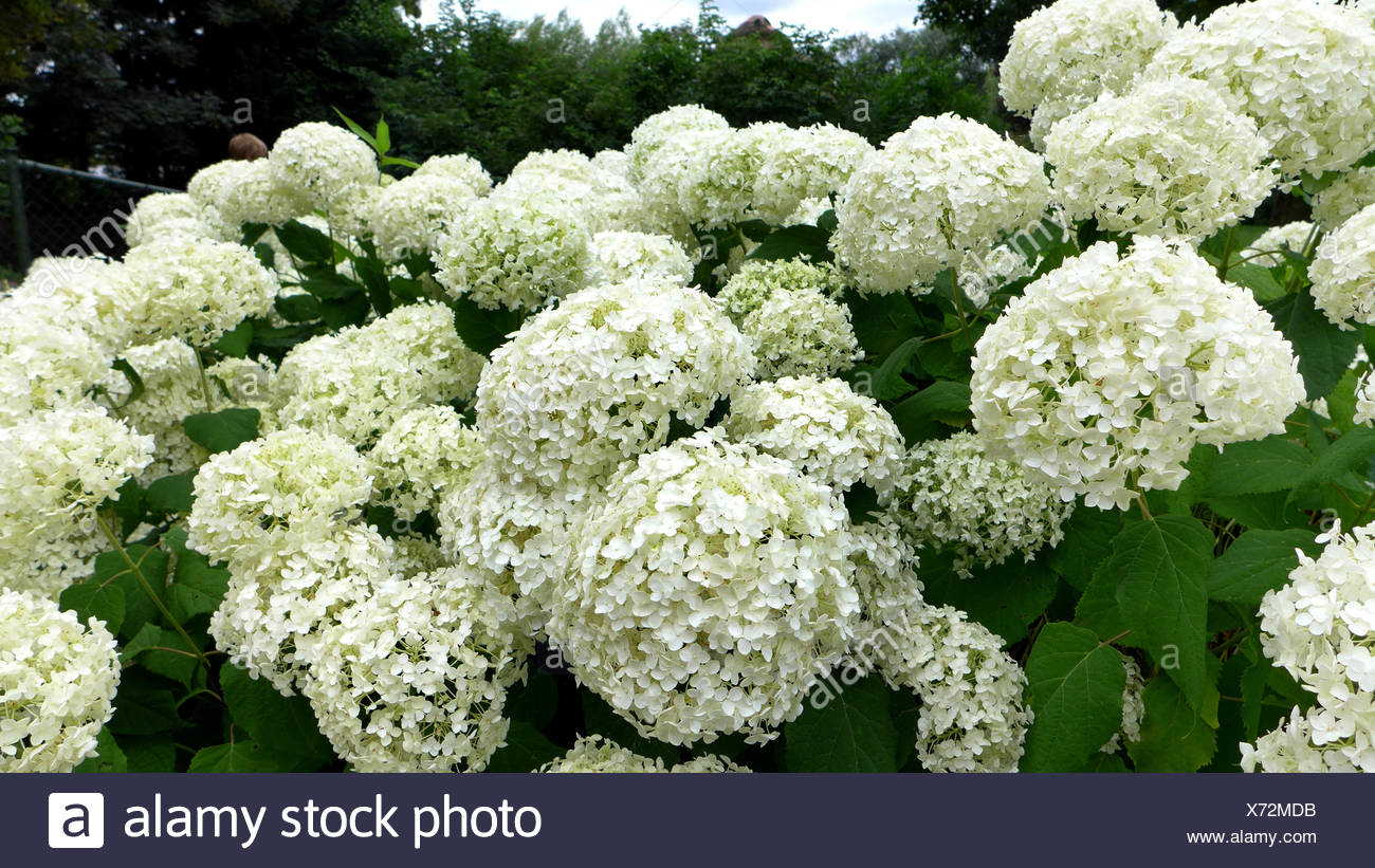 Hydrangea Macrophylla White Garden High Resolution Stock Photography and Images - Alamy