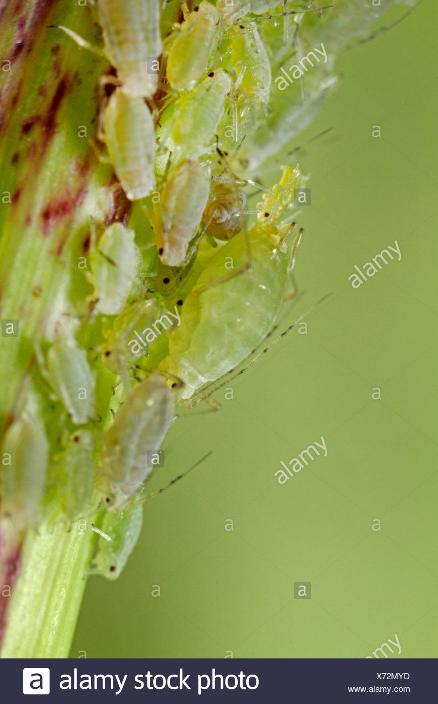 Live Aphids High Resolution Stock Photography and Images - Alamy